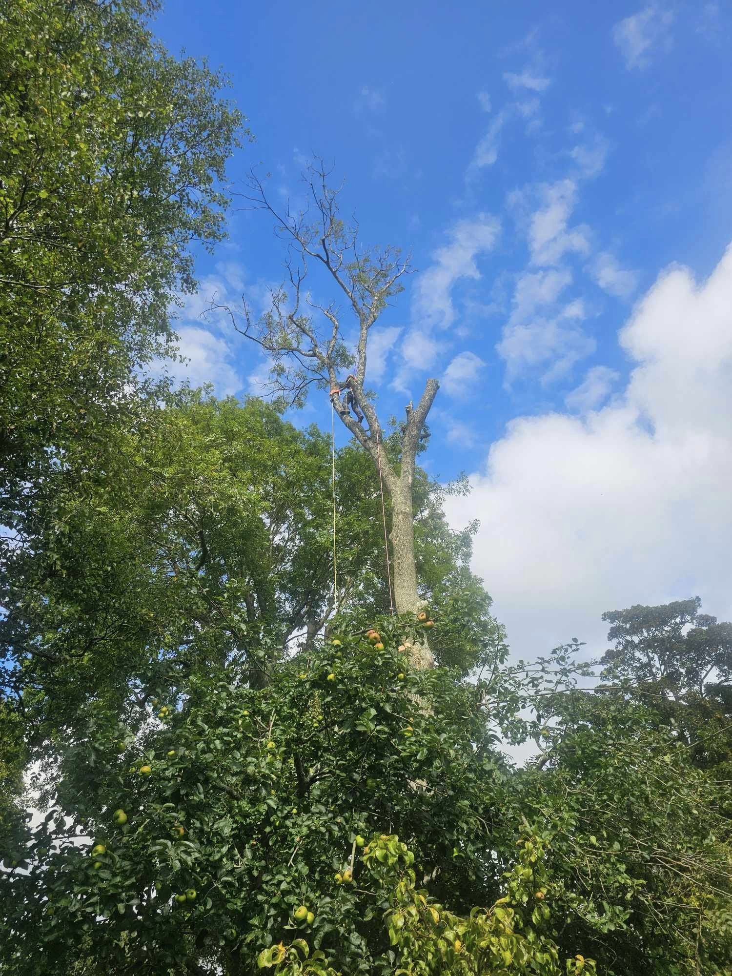 Tree Surgery - Travis Wilton, Cornwall